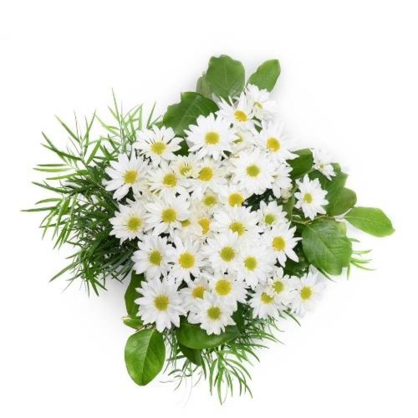 Netflix: las flores elegidas para las protagonistas de la serie ...